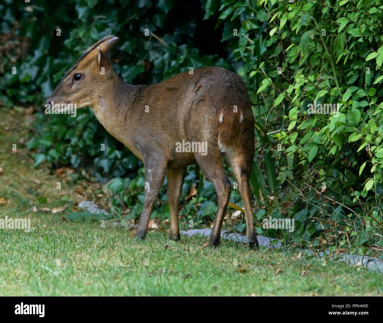 Indischer muntjac muntiacus muntjak -Fotos und -Bildmaterial in hoher ...