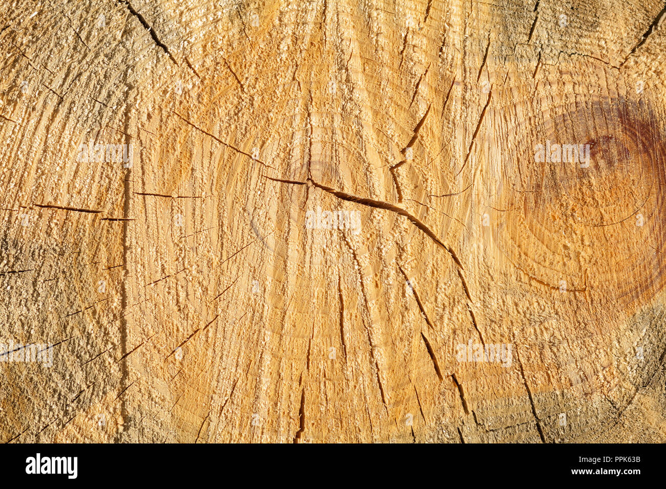 Textur von Kiefer close-up. Natürliche Holz- wallpaper Stockfotografie ...