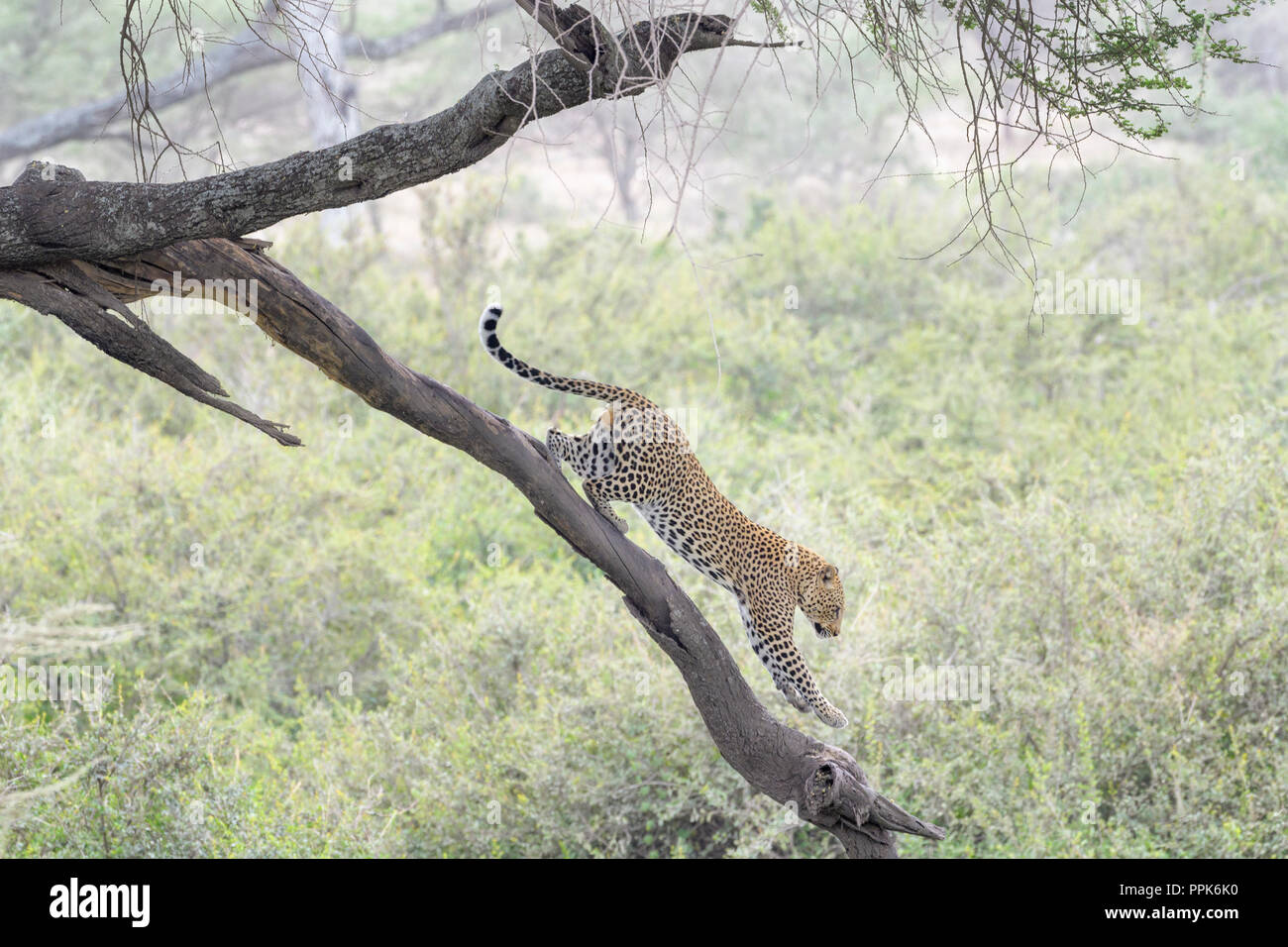 Springender baum -Fotos und -Bildmaterial in hoher Auflösung – Alamy