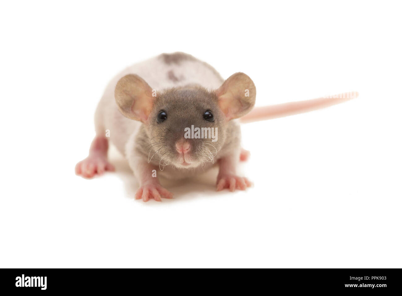 Fuzzy ratte -Fotos und -Bildmaterial in hoher Auflösung – Alamy