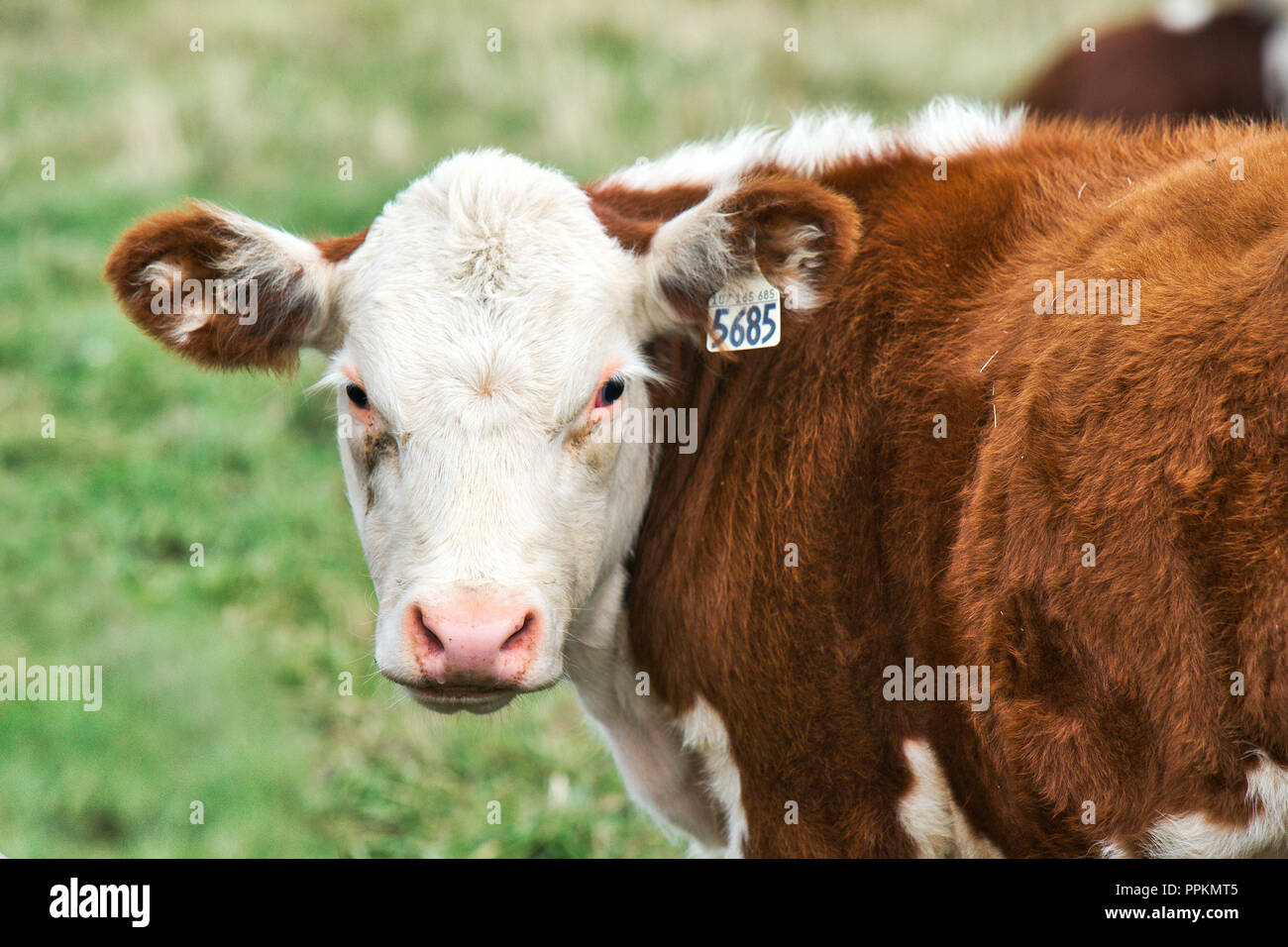 Hereford cattle -Fotos und -Bildmaterial in hoher Auflösung – Alamy