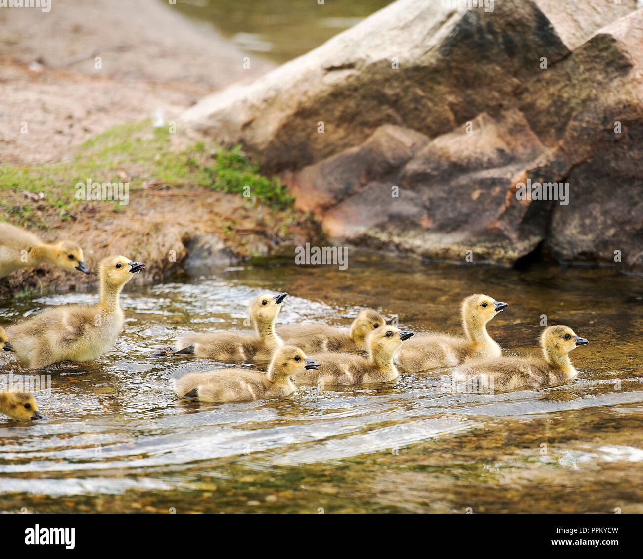 Baby gans poster foto -Fotos und -Bildmaterial in hoher Auflösung – Alamy
