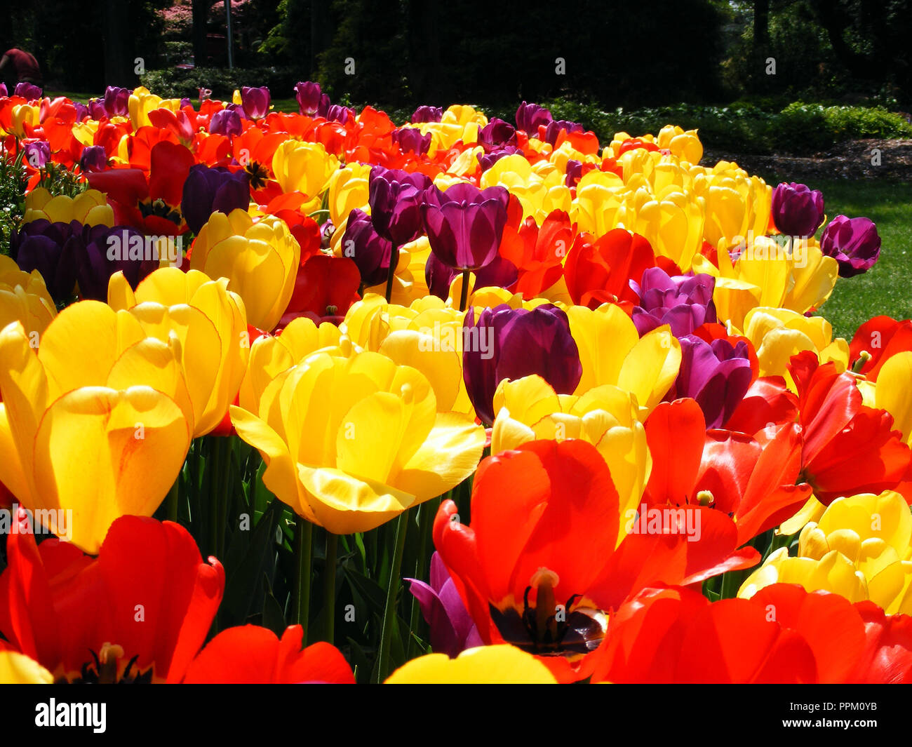 Rote tulpen in der garteneinstellung -Fotos und -Bildmaterial in hoher ...