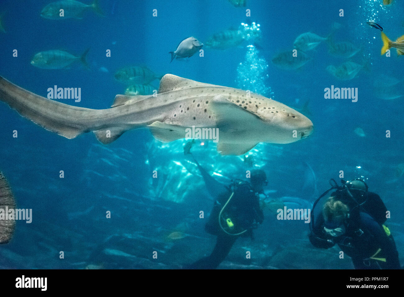 Hai Im Aquarium