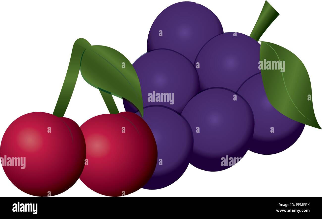 Obst Kirschen und Bündel Weintrauben Vector Illustration Stock ...