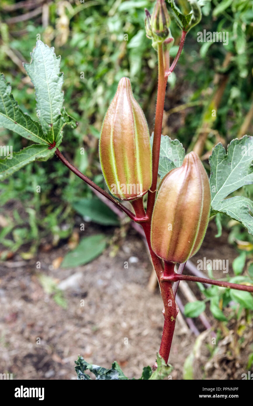 Okra seeds -Fotos und -Bildmaterial in hoher Auflösung – Alamy