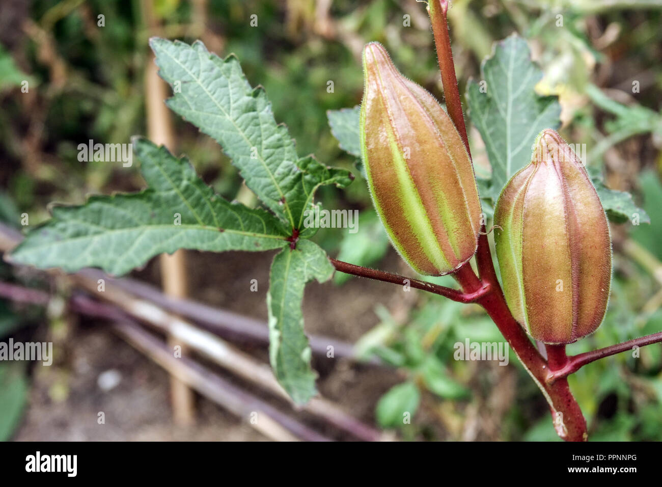 Okra wachsen -Fotos und -Bildmaterial in hoher Auflösung – Alamy