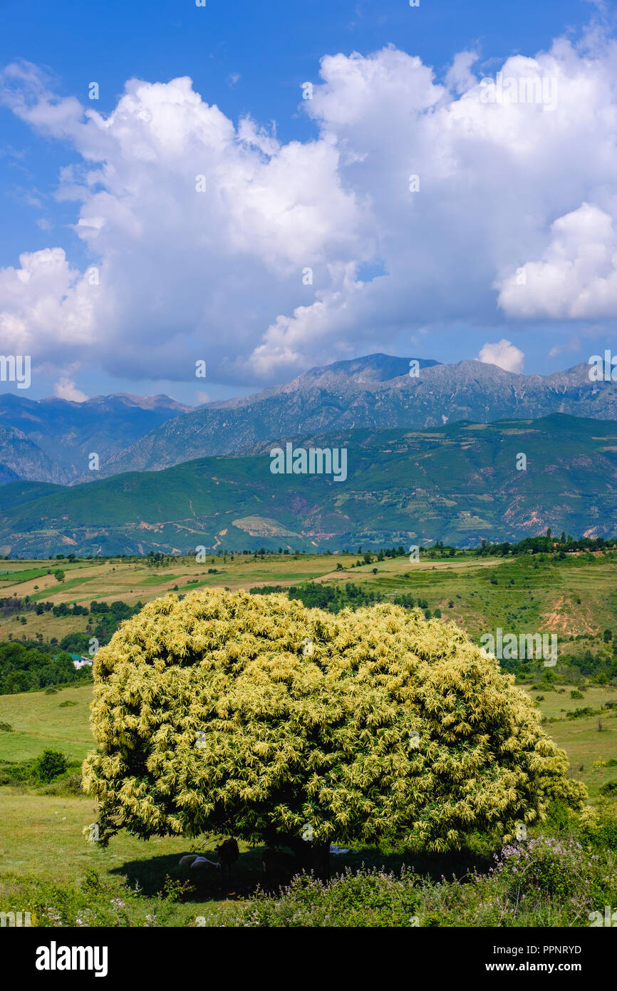 Edelkastanie castanea sativa -Fotos und -Bildmaterial in hoher ...