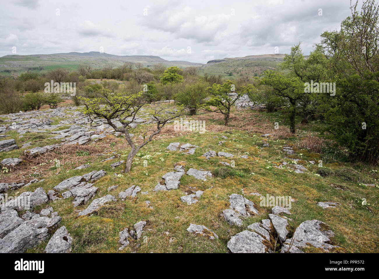 Wharfe und ochsenholz -Fotos und -Bildmaterial in hoher Auflösung – Alamy