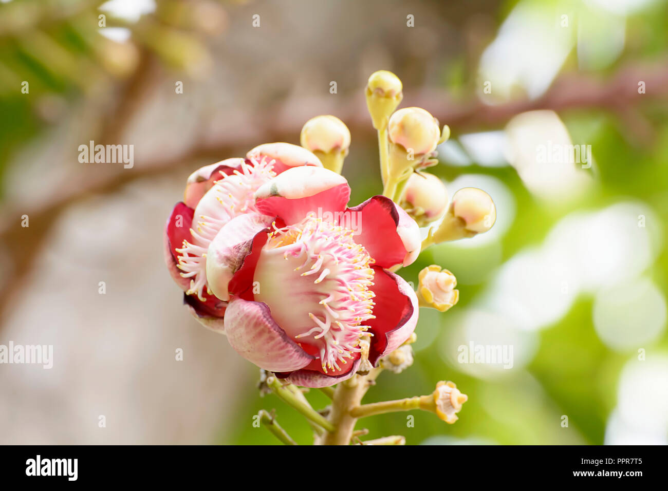 Laubbaum in der familie lecythidaceae -Fotos und -Bildmaterial in hoher ...