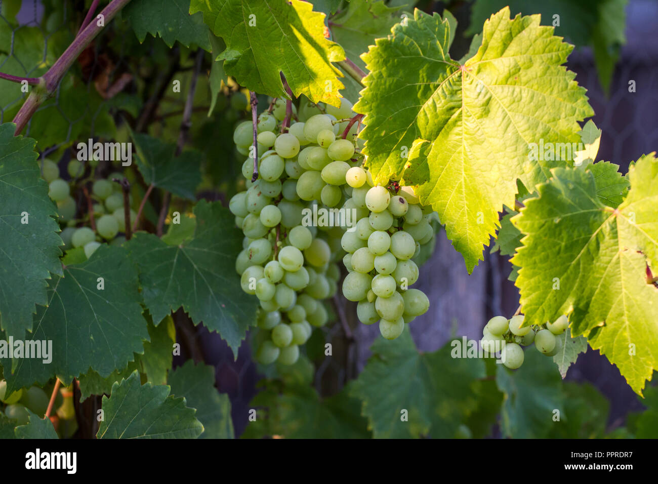 Biological wine -Fotos und -Bildmaterial in hoher Auflösung – Alamy