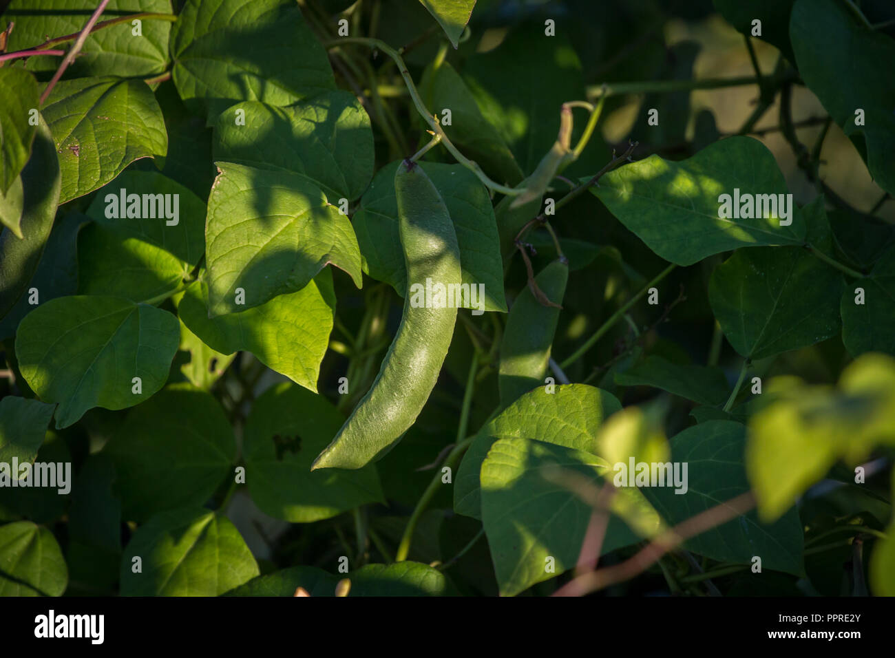 Gartenbohne Feuerbohne, Prunkbohne - [Phaseolus coccineus, Syn.: S ...