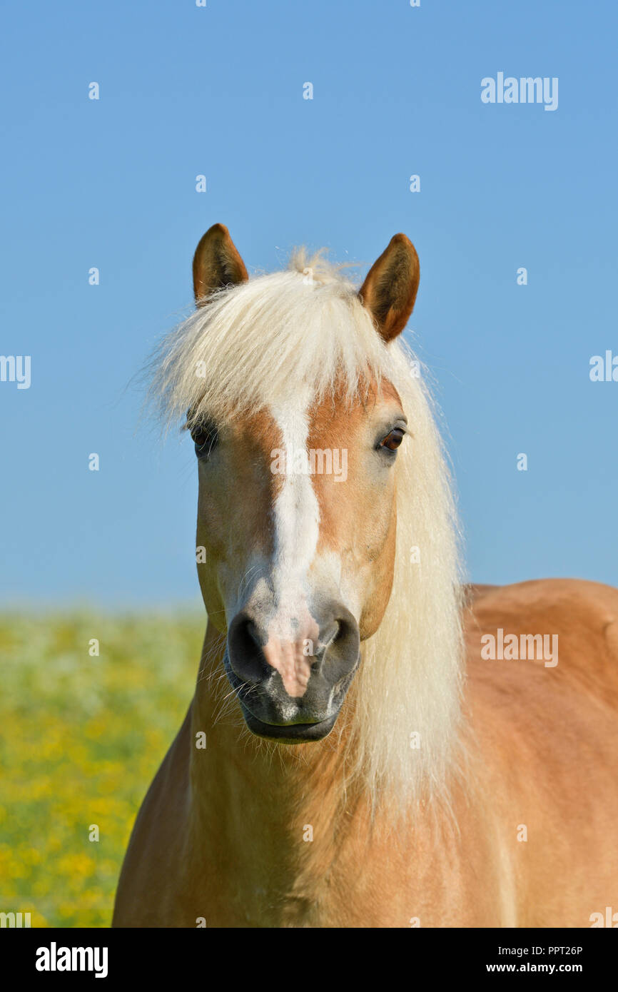 Pferde haflinger -Fotos und -Bildmaterial in hoher Auflösung – Alamy