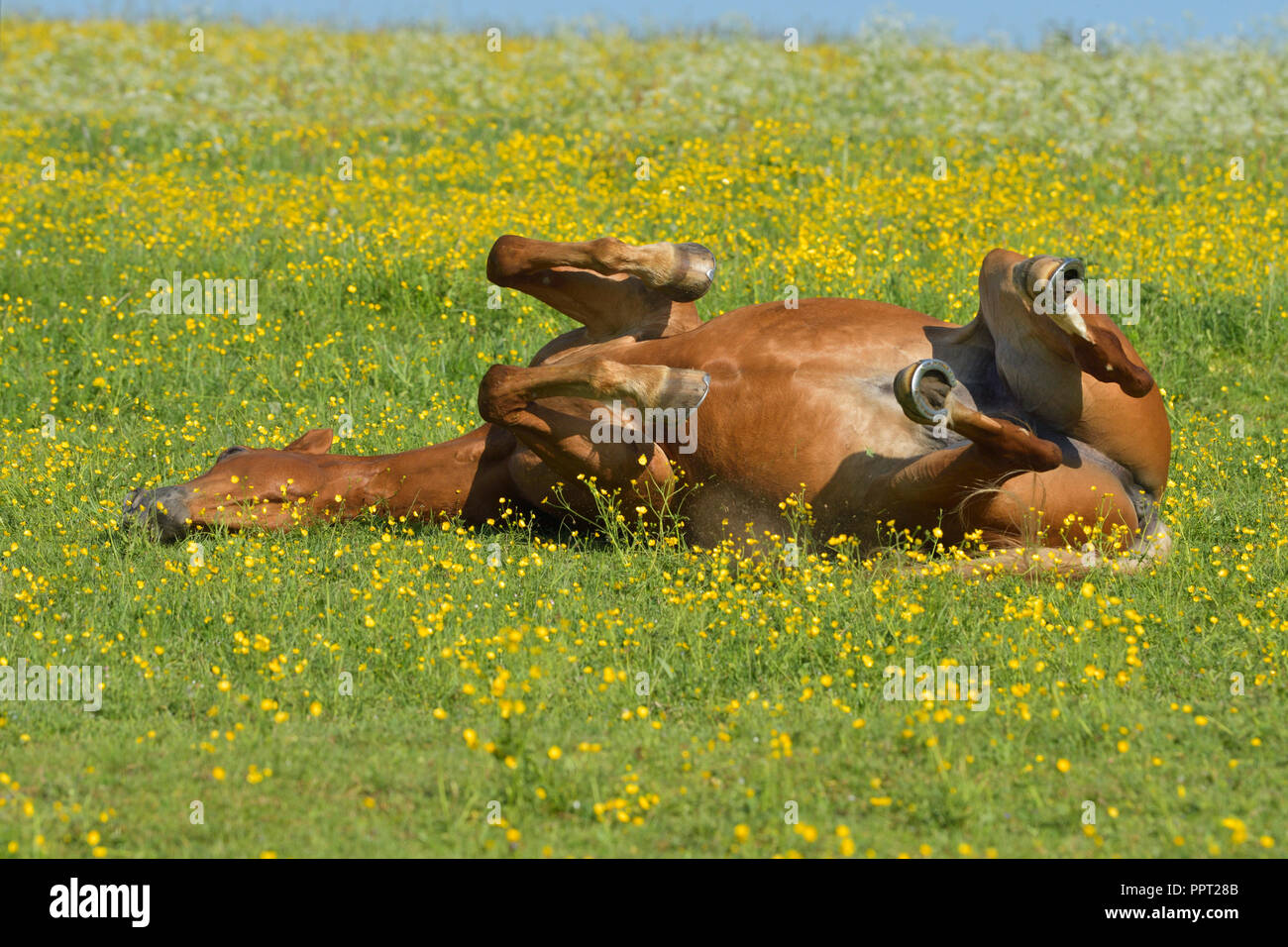 Horse Rolling Field Stockfotos und -bilder Kaufen - Alamy