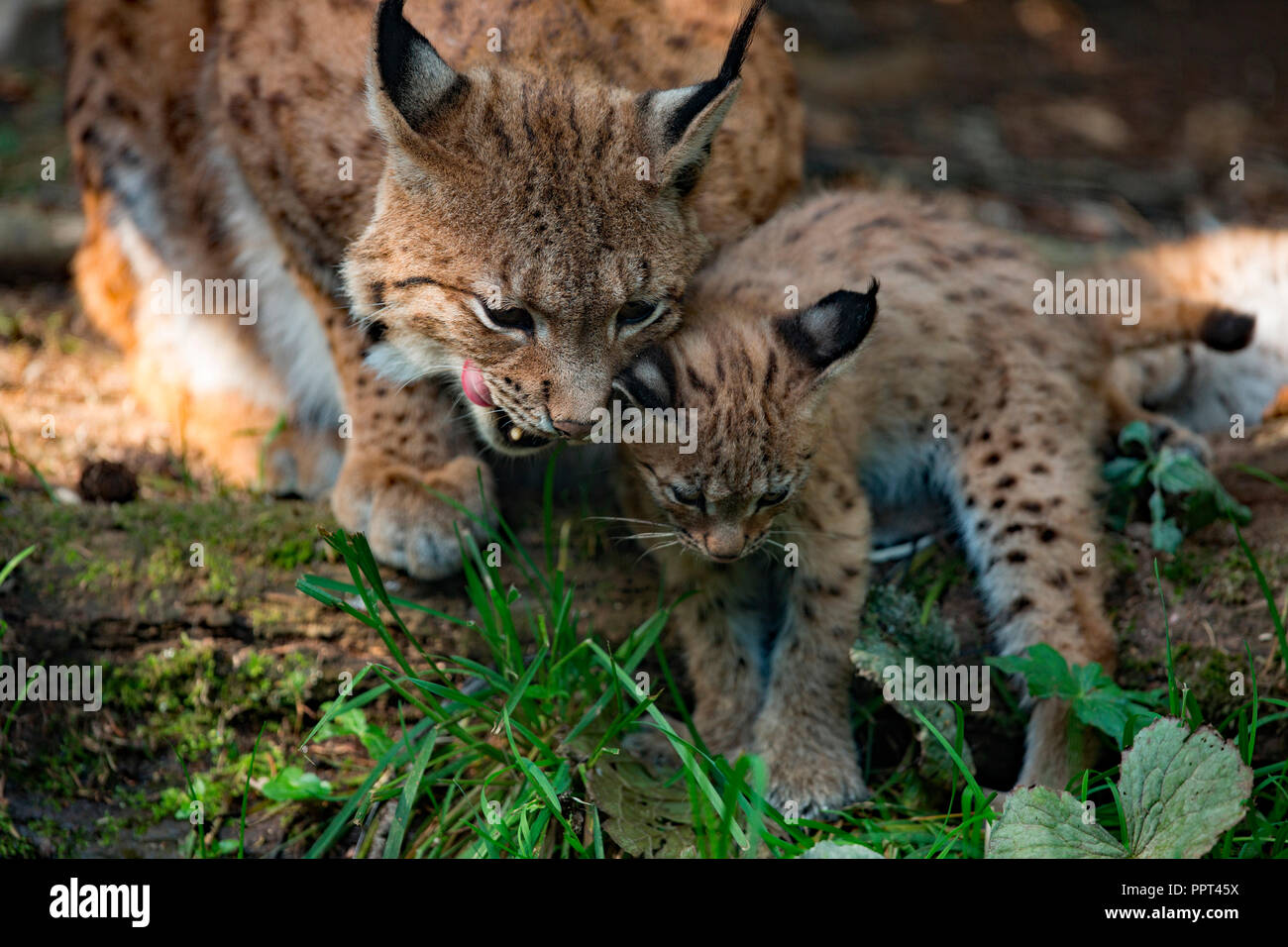 Weibchen mit cub luchs luchs -Fotos und -Bildmaterial in hoher ...