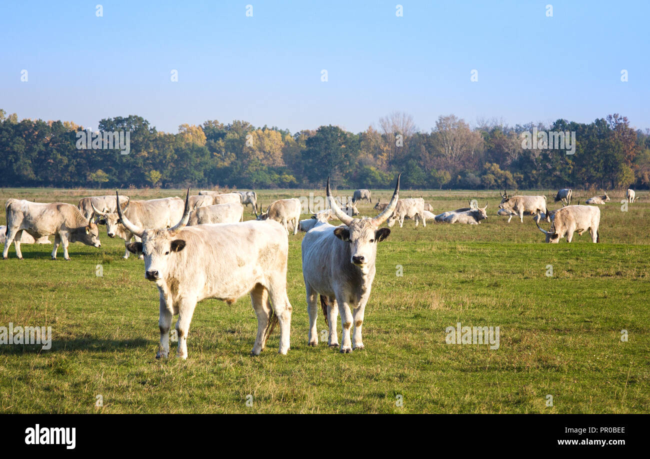 Steppe rind -Fotos und -Bildmaterial in hoher Auflösung – Alamy