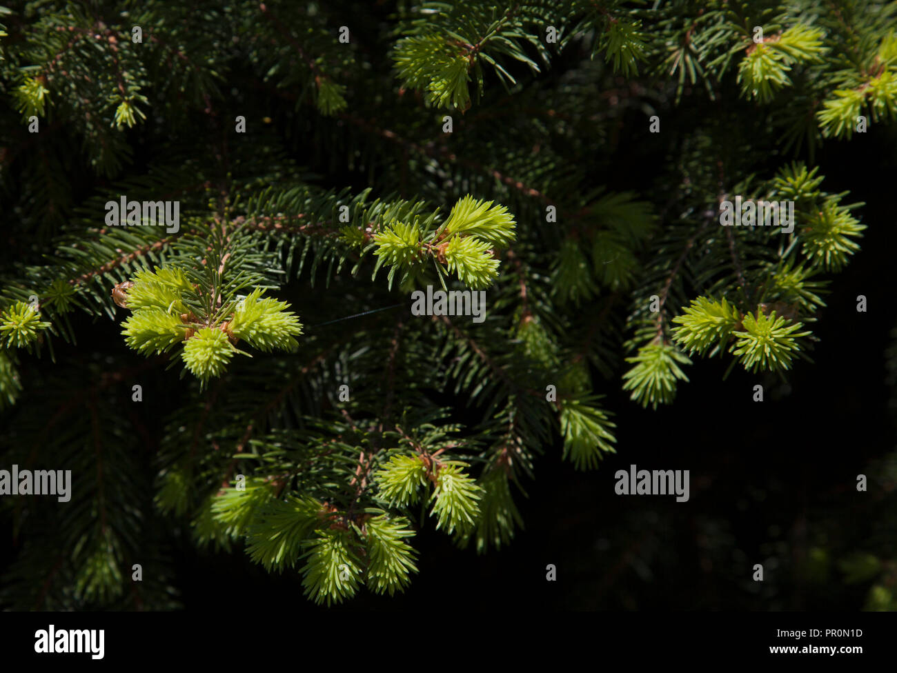 Wo fichte -Fotos und -Bildmaterial in hoher Auflösung – Alamy