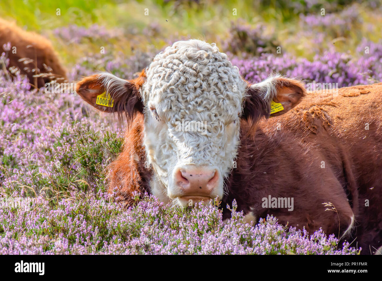 Kuh mit lockigem Haar auf dem Kopf liegend auf Feld mit Heather Blumen ...