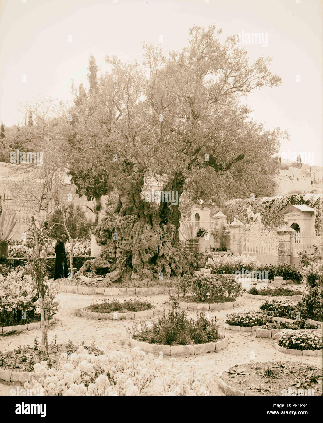 Old olive tree garden -Fotos und -Bildmaterial in hoher Auflösung – Alamy