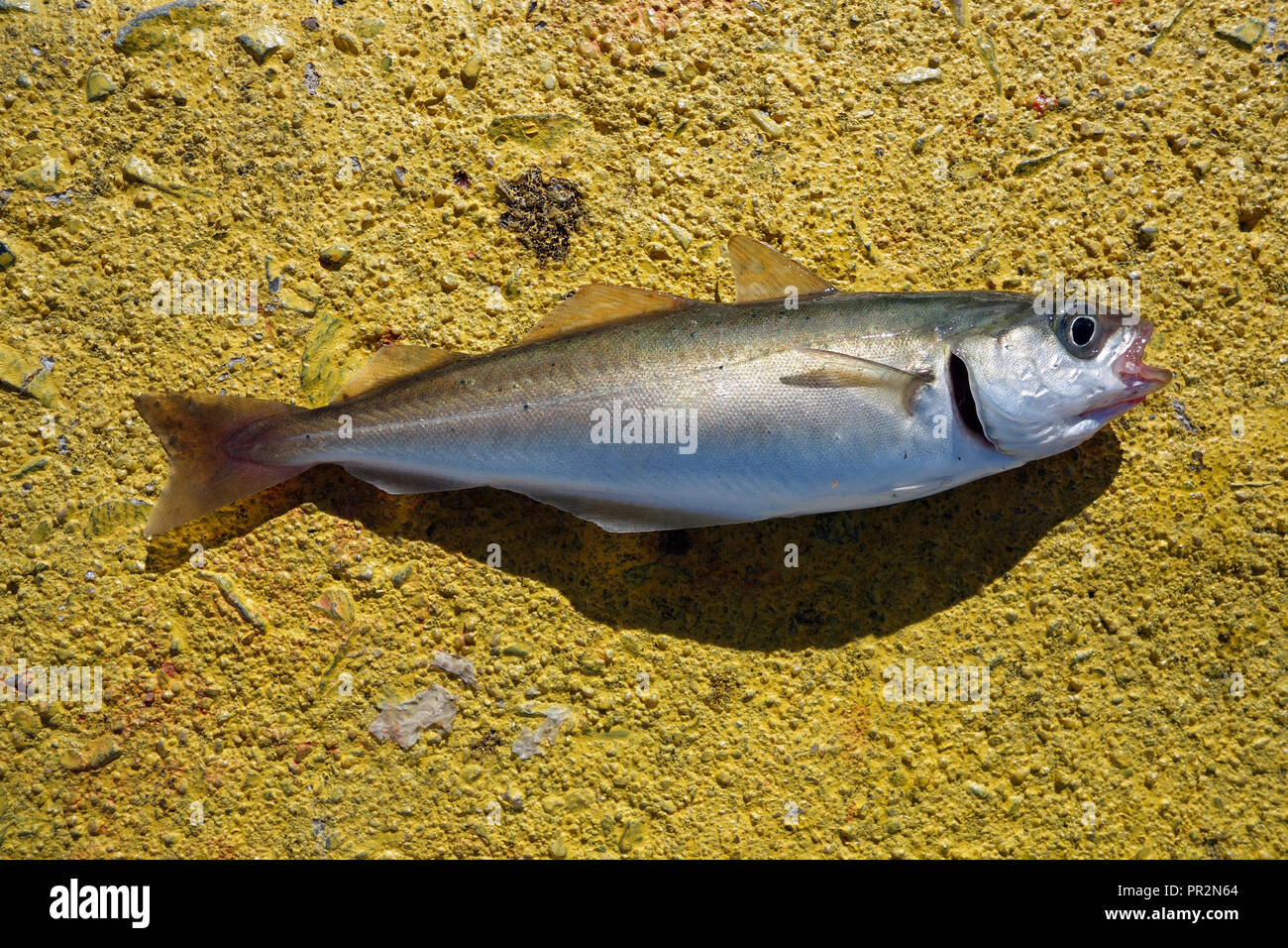 Atlantischer seelachs -Fotos und -Bildmaterial in hoher Auflösung – Alamy