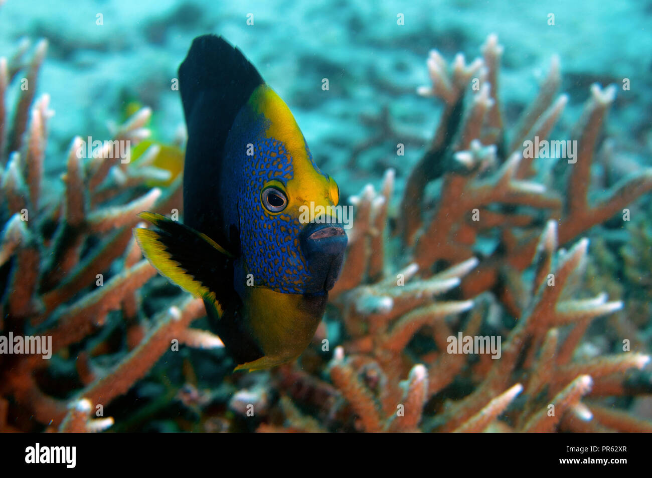 Yellow mask angelfish pomacanthus xanthometopon -Fotos und ...