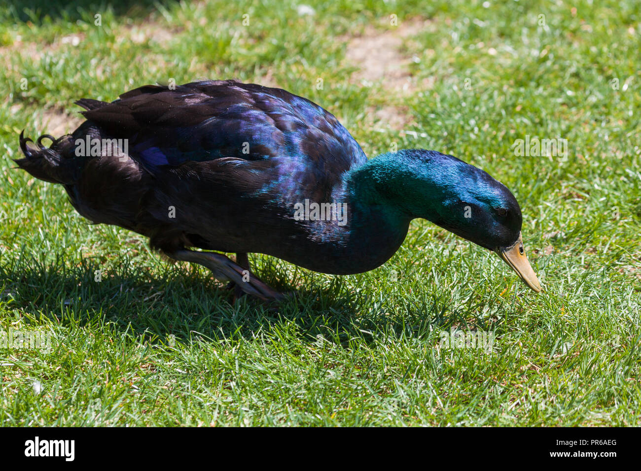 Lila schillernde federn -Fotos und -Bildmaterial in hoher Auflösung – Alamy