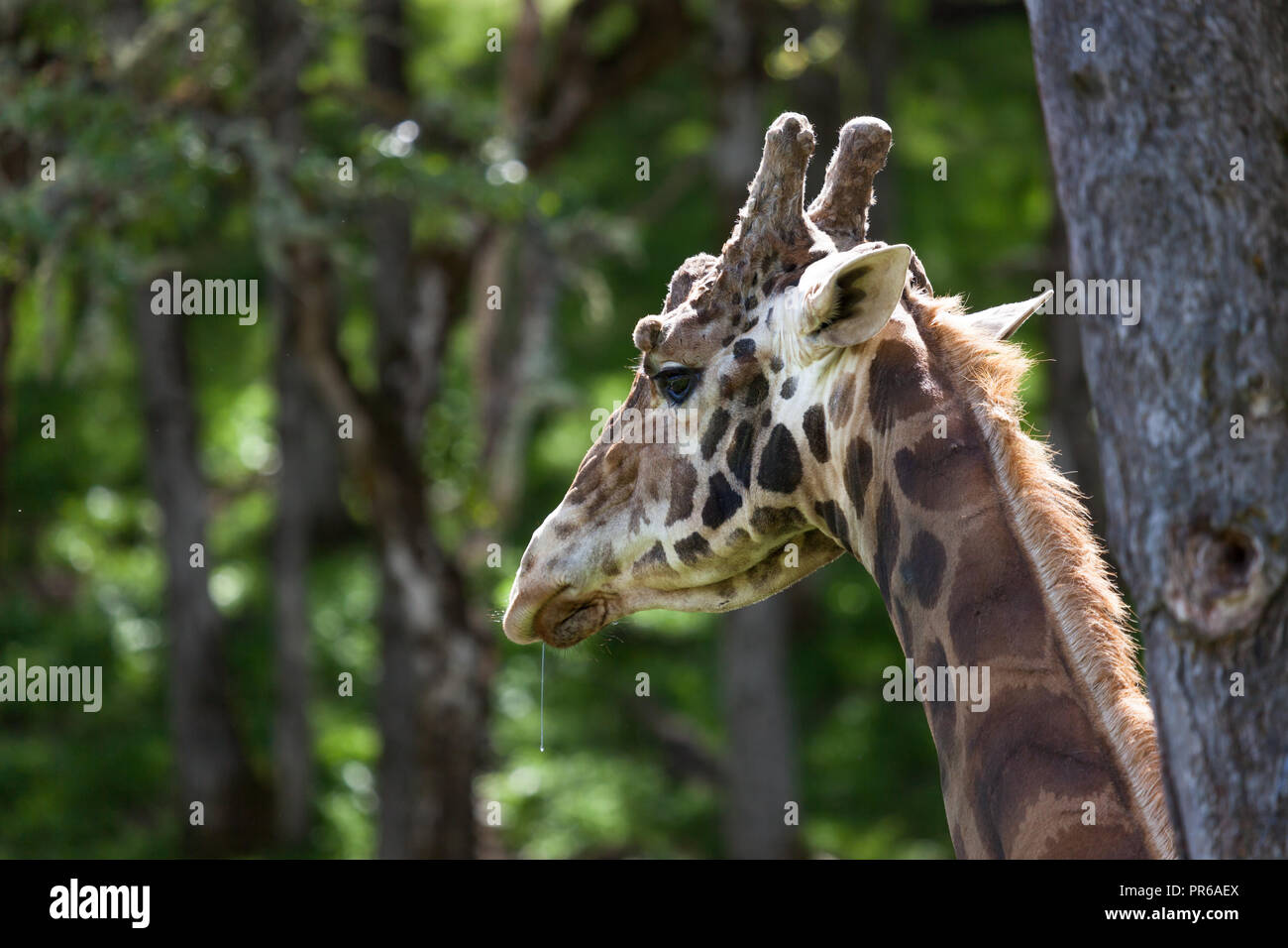 Sabber mund -Fotos und -Bildmaterial in hoher Auflösung – Alamy