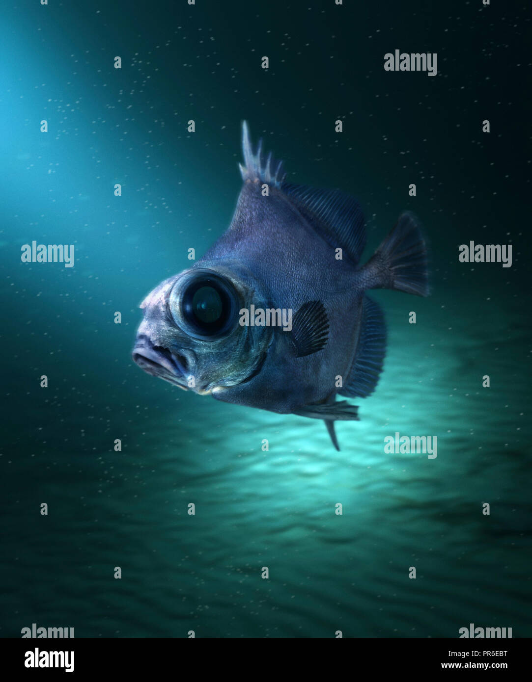 Deep Sea Fish Stockfotos und -bilder Kaufen - Alamy