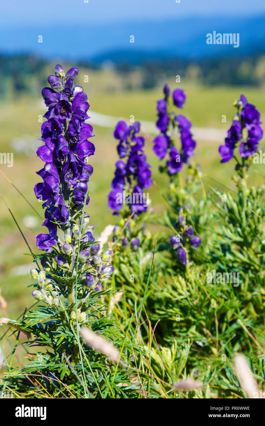 Wilde Blumen in den Bergen im Sommer Stockfotografie - Alamy