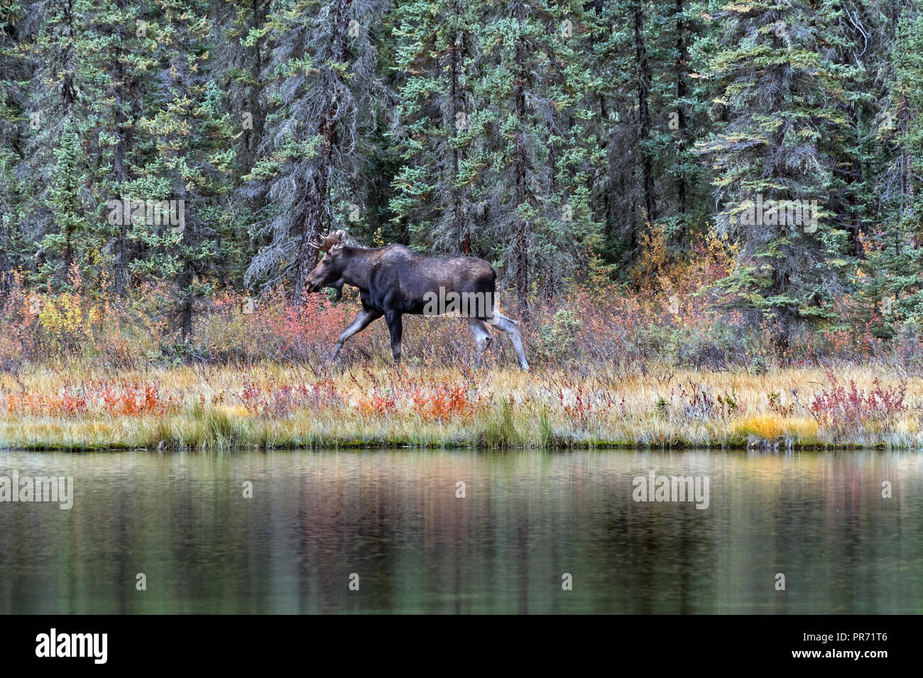 Elch in banff -Fotos und -Bildmaterial in hoher Auflösung – Alamy