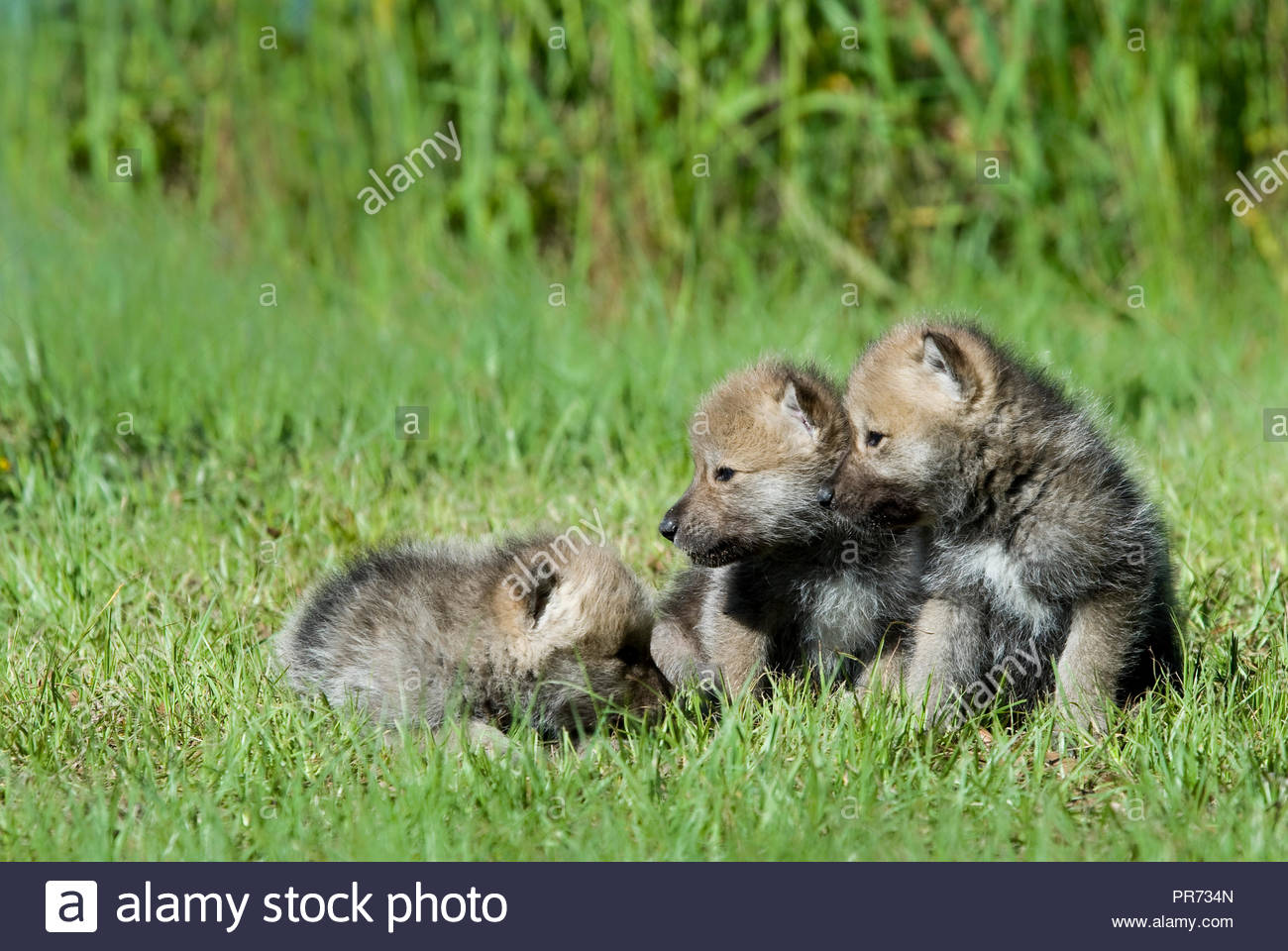 Junge Wölfe Stockfotos & Junge Wölfe Bilder - Alamy