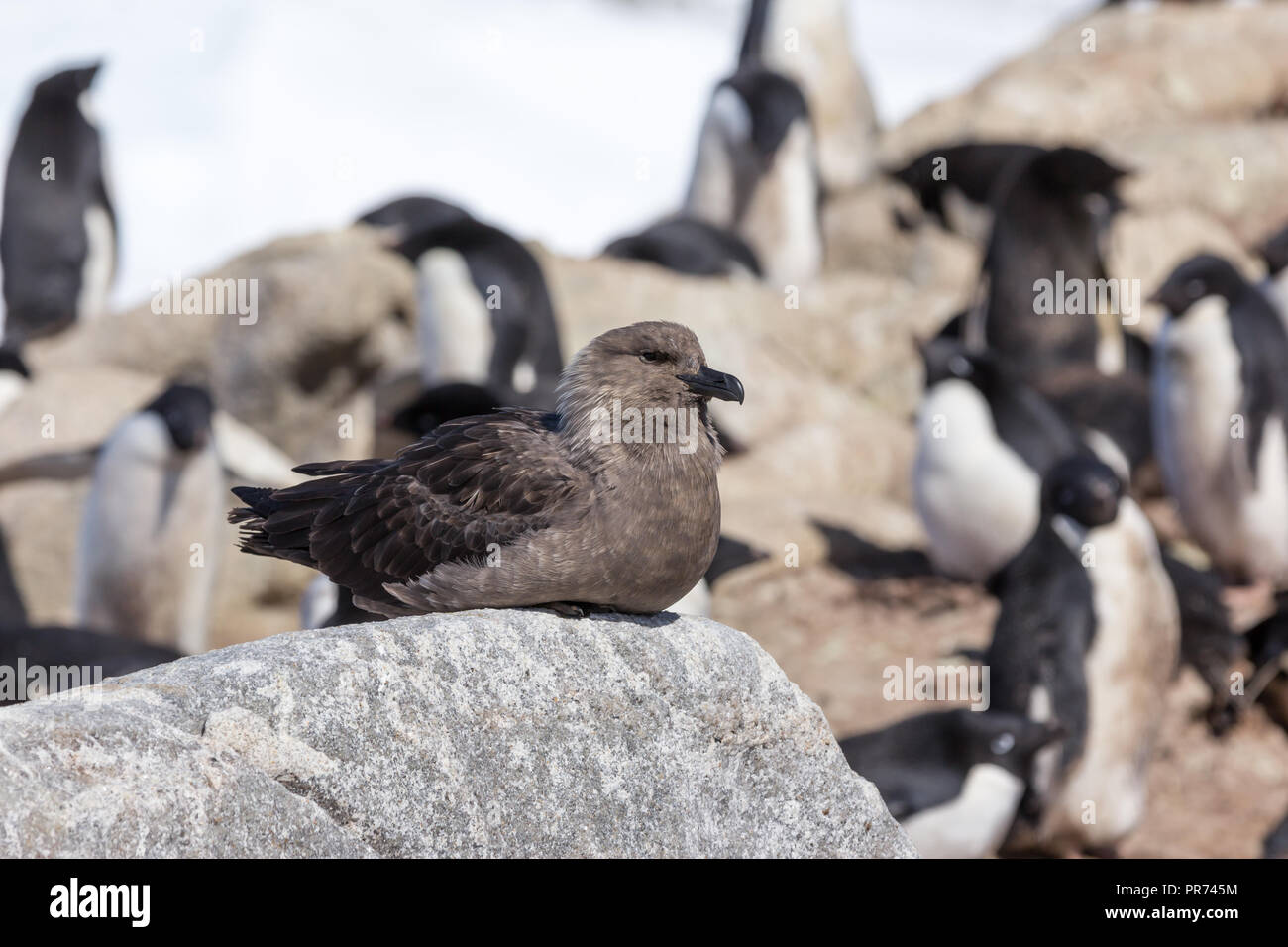 Penguin antarctica eating -Fotos und -Bildmaterial in hoher Auflösung ...