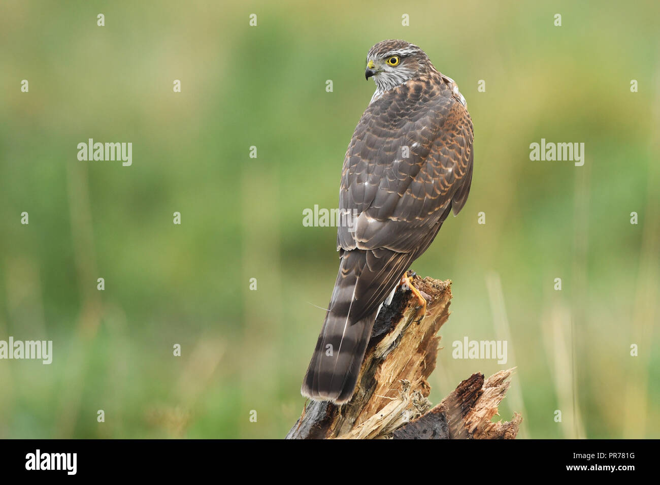 Eurasischer sarrowhawk -Fotos und -Bildmaterial in hoher Auflösung – Alamy