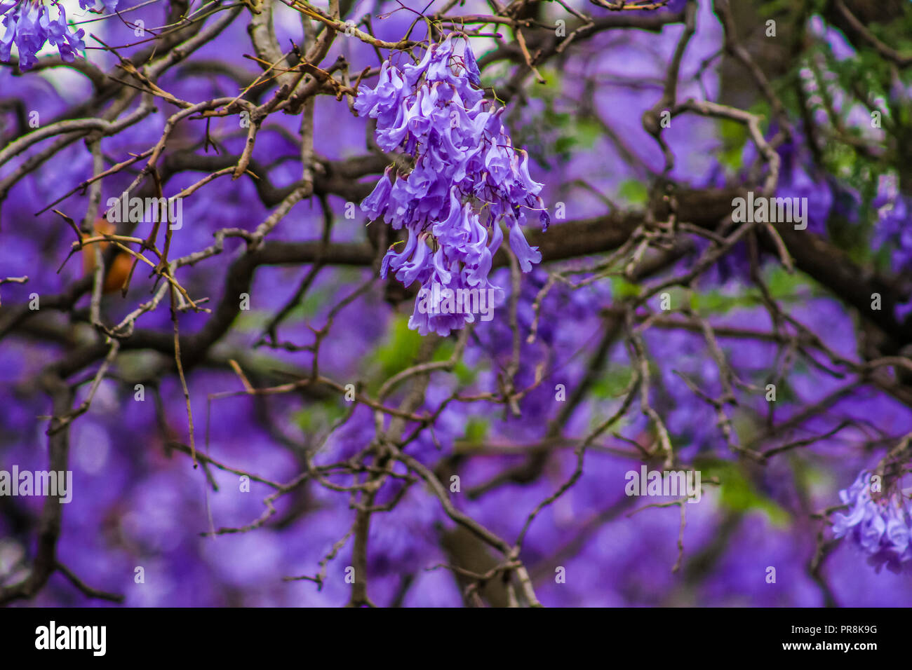 Jacaranda avenue -Fotos und -Bildmaterial in hoher Auflösung - Seite 2 ...