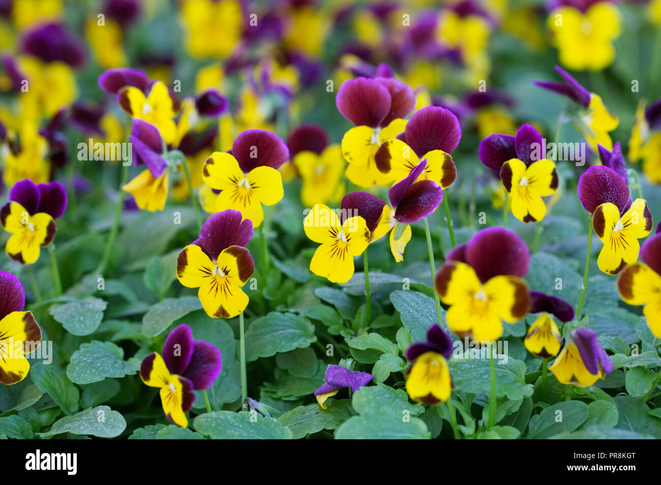 Viola pflanzen -Fotos und -Bildmaterial in hoher Auflösung – Alamy