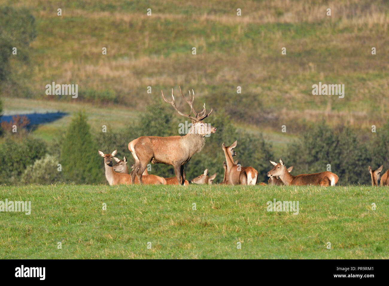Two Red Deer Mating During Stockfotos und -bilder Kaufen - Alamy