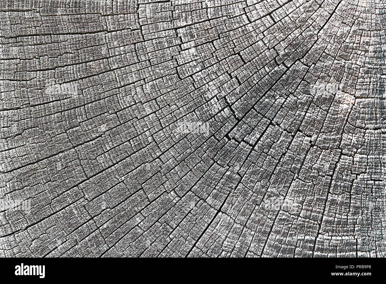 Eichenbaum textur -Fotos und -Bildmaterial in hoher Auflösung – Alamy