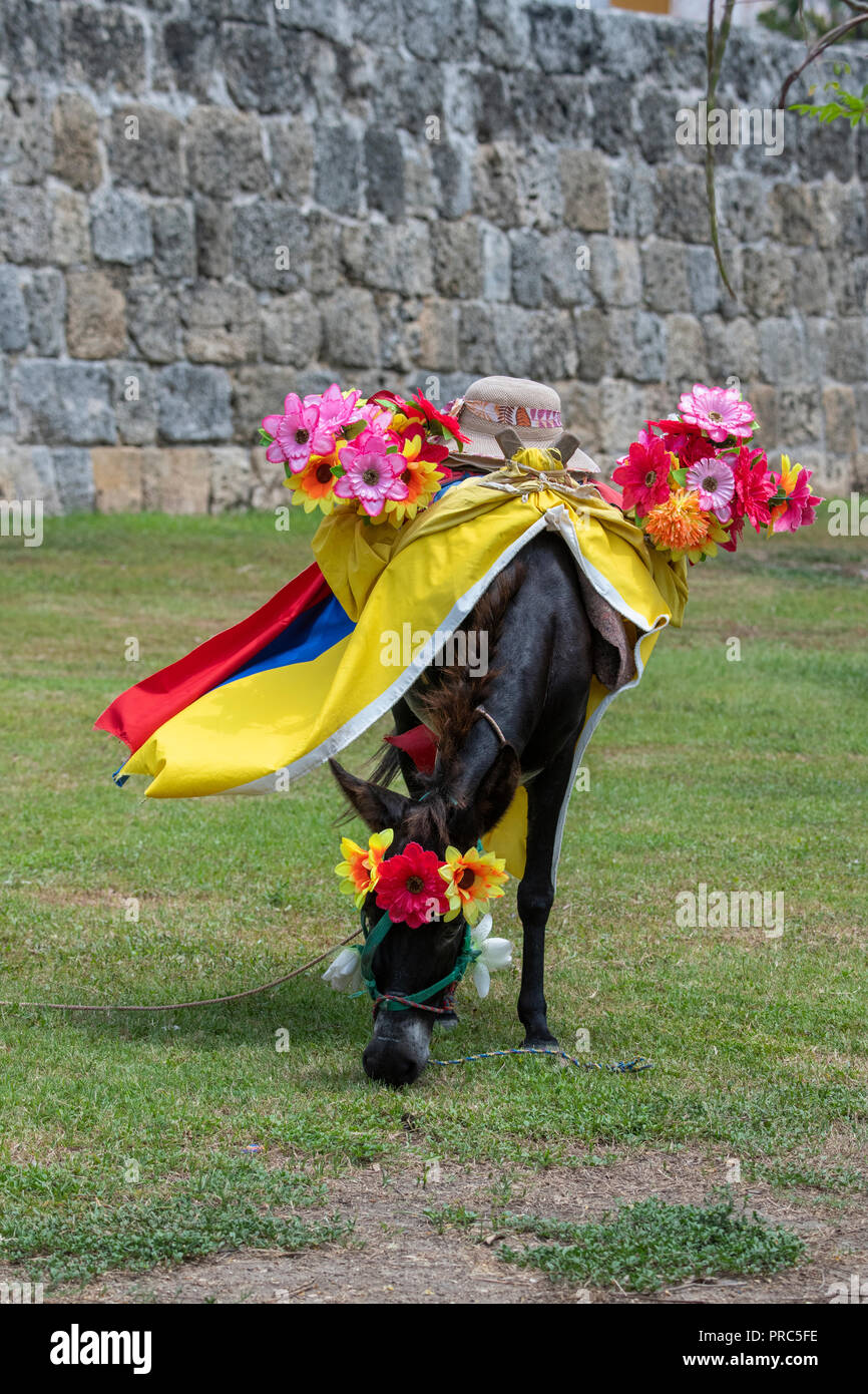 Südamerika, Kolumbien, Cartagena. Schwarze Esel in "formale Kleidung ...