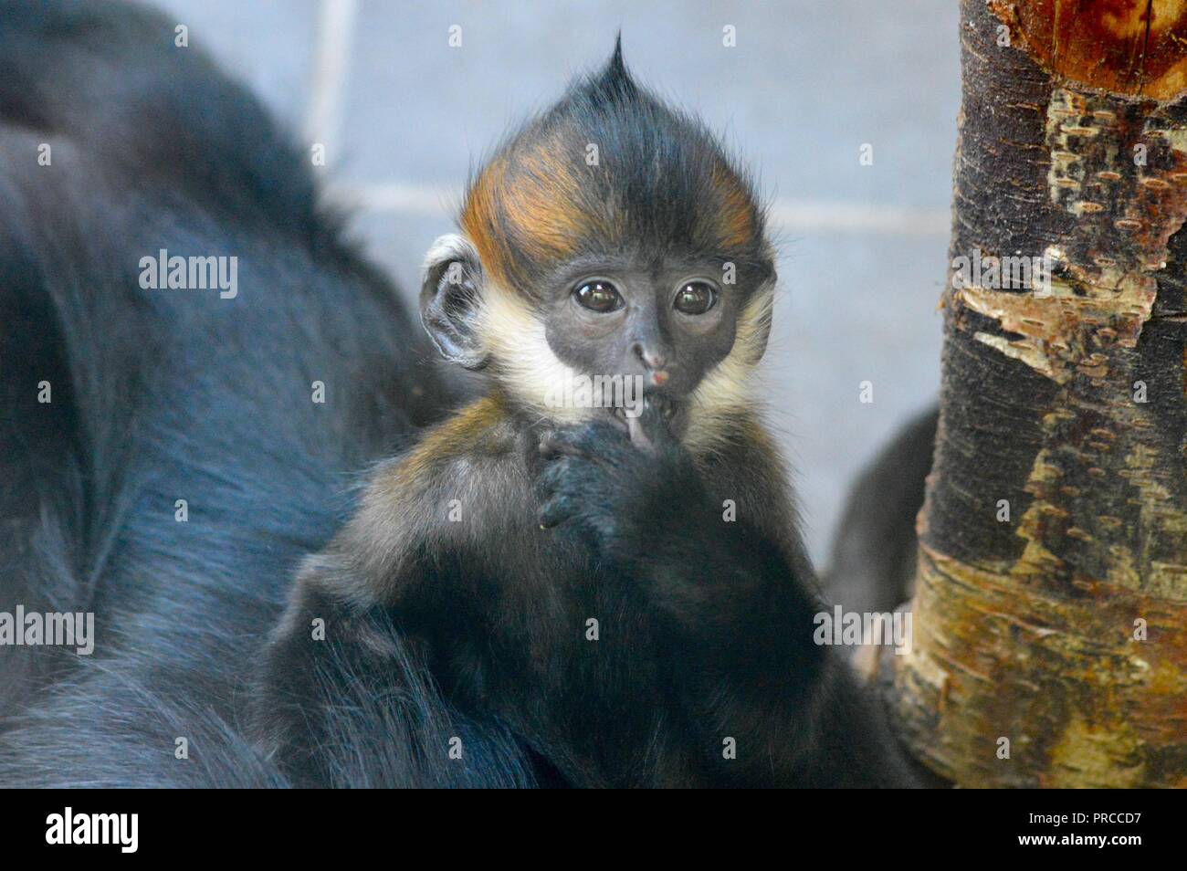 Affenbaby mit seinem Daumen saugen Stockfotografie - Alamy