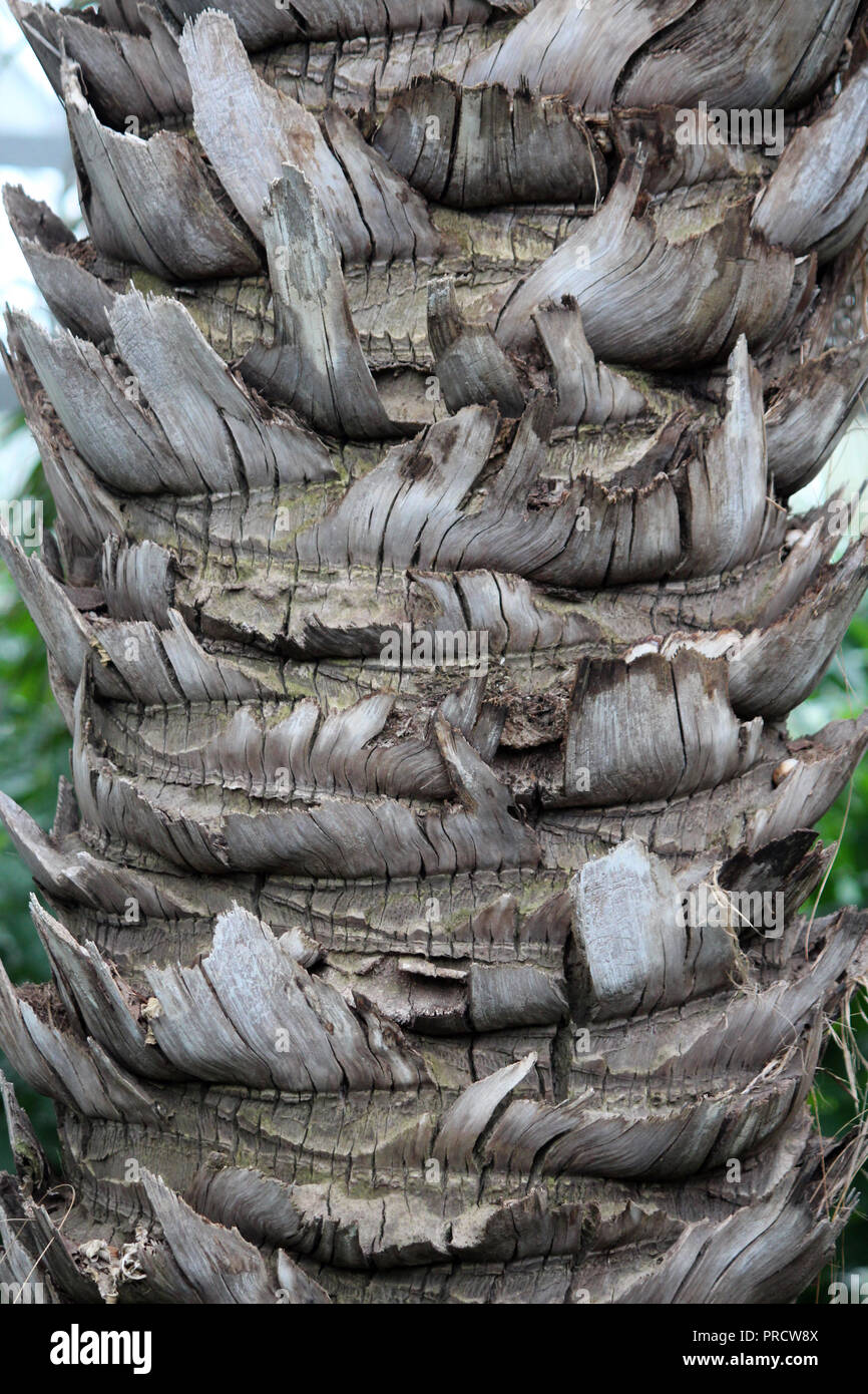 Makroaufnahme der Baum Rinde eines Scheelea Palm Stockfotografie - Alamy