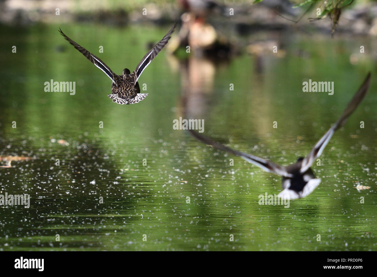 Fliegen flug -Fotos und -Bildmaterial in hoher Auflösung – Alamy