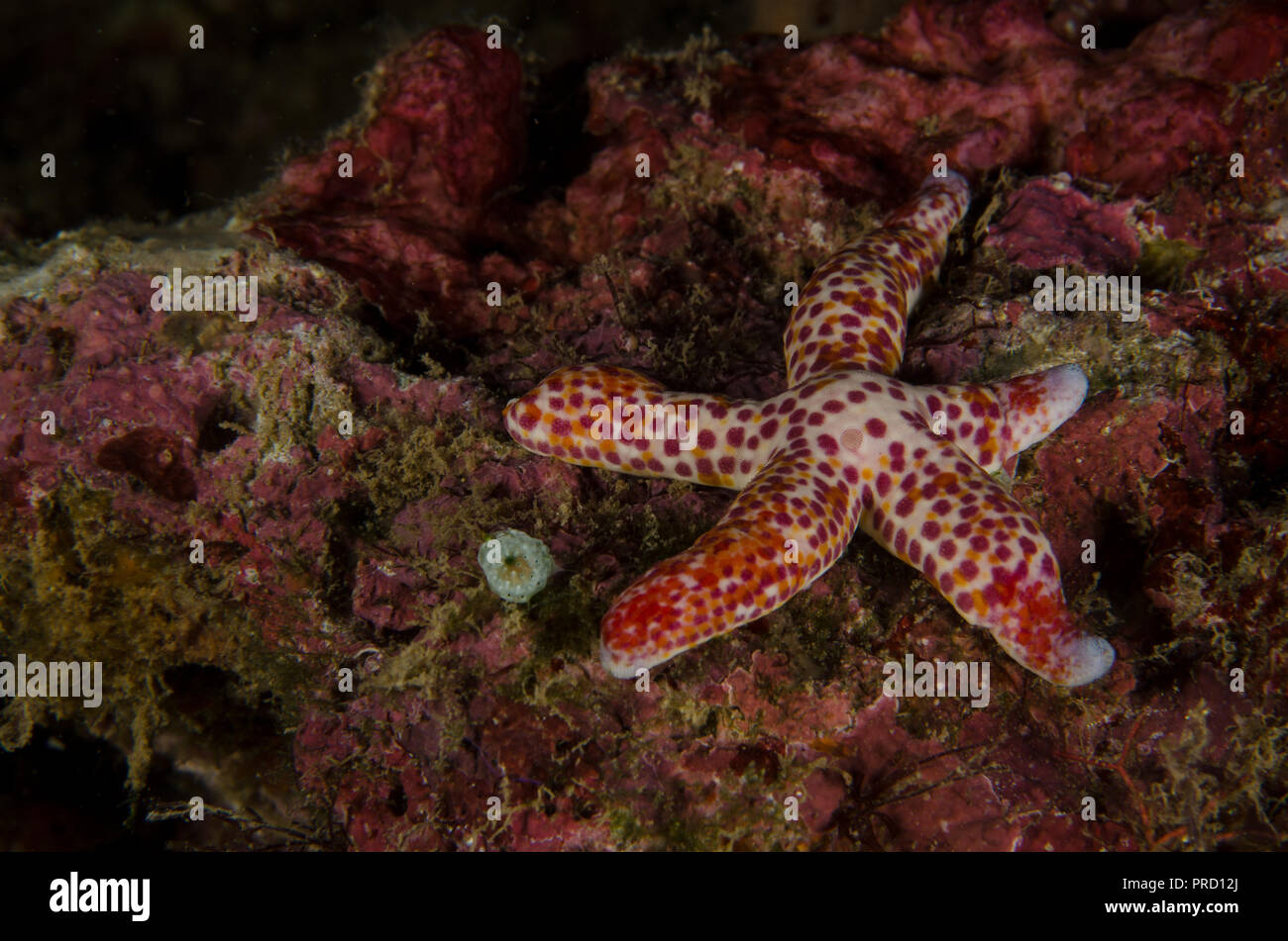 Multipore Sea Star, Linckia multifora, Ophidiasteridae, Anilao ...