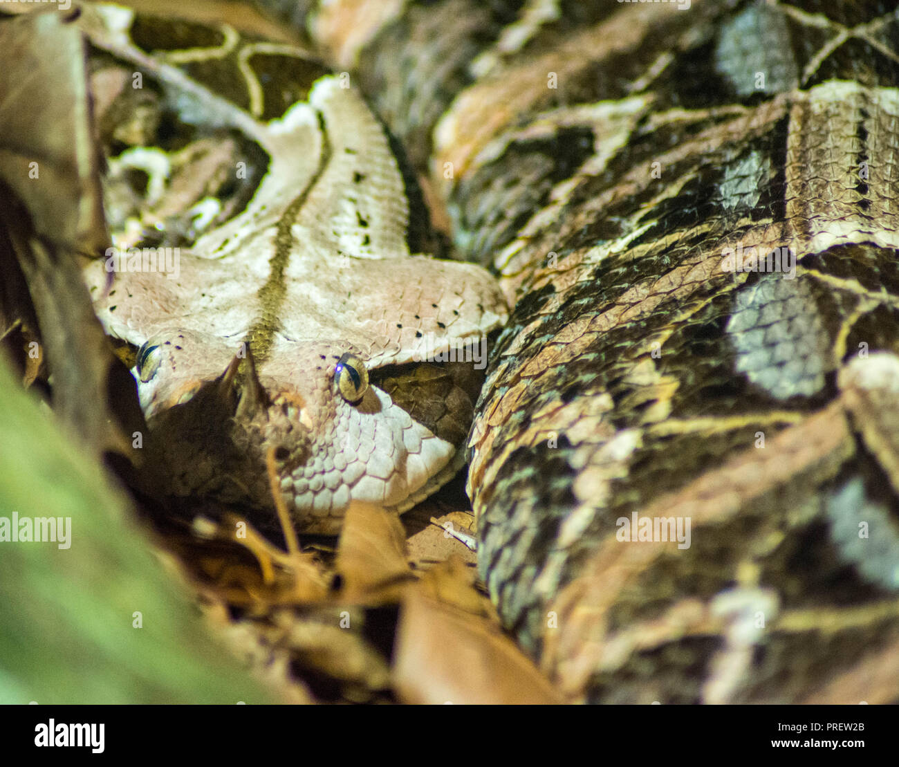 Gaboon Viper Bitis Gabonica Gabonica Stockfotos und -bilder Kaufen - Alamy