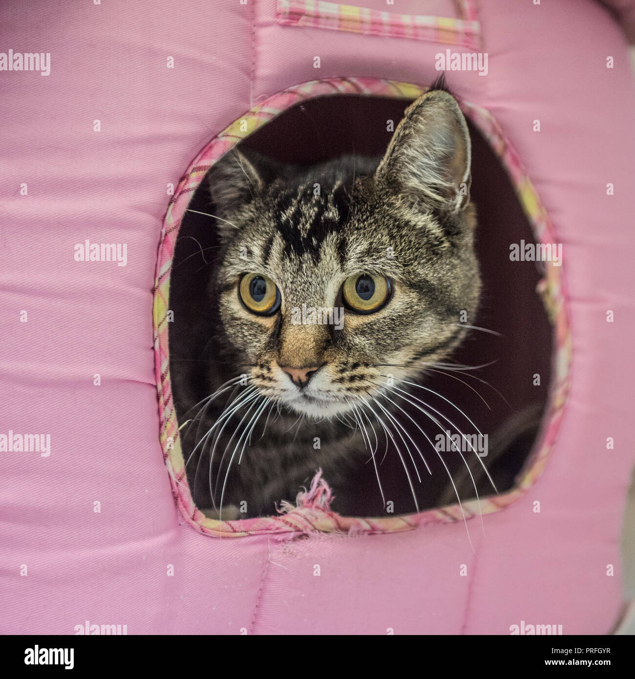 Neue katze -Fotos und -Bildmaterial in hoher Auflösung – Alamy