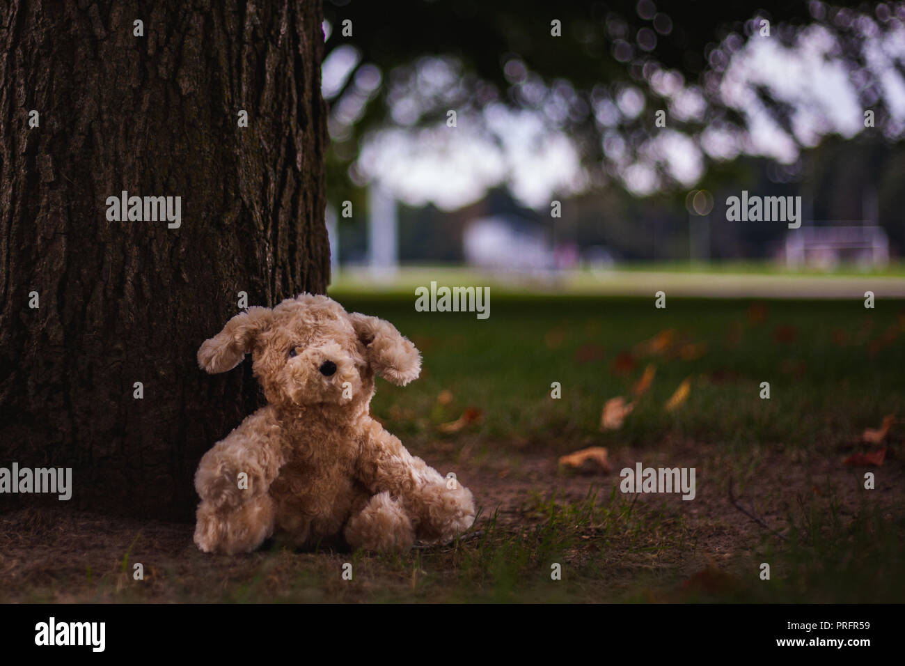 Fallen teddy -Fotos und -Bildmaterial in hoher Auflösung – Alamy