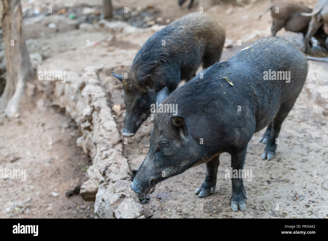 Gattung sus -Fotos und -Bildmaterial in hoher Auflösung – Alamy