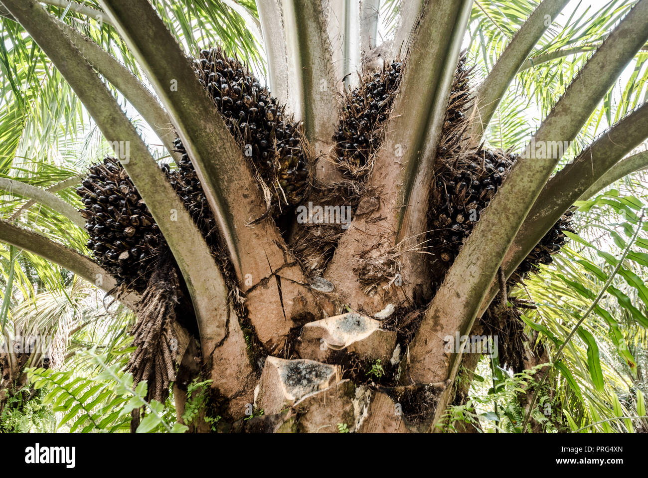 Oil palm fruit tree -Fotos und -Bildmaterial in hoher Auflösung – Alamy