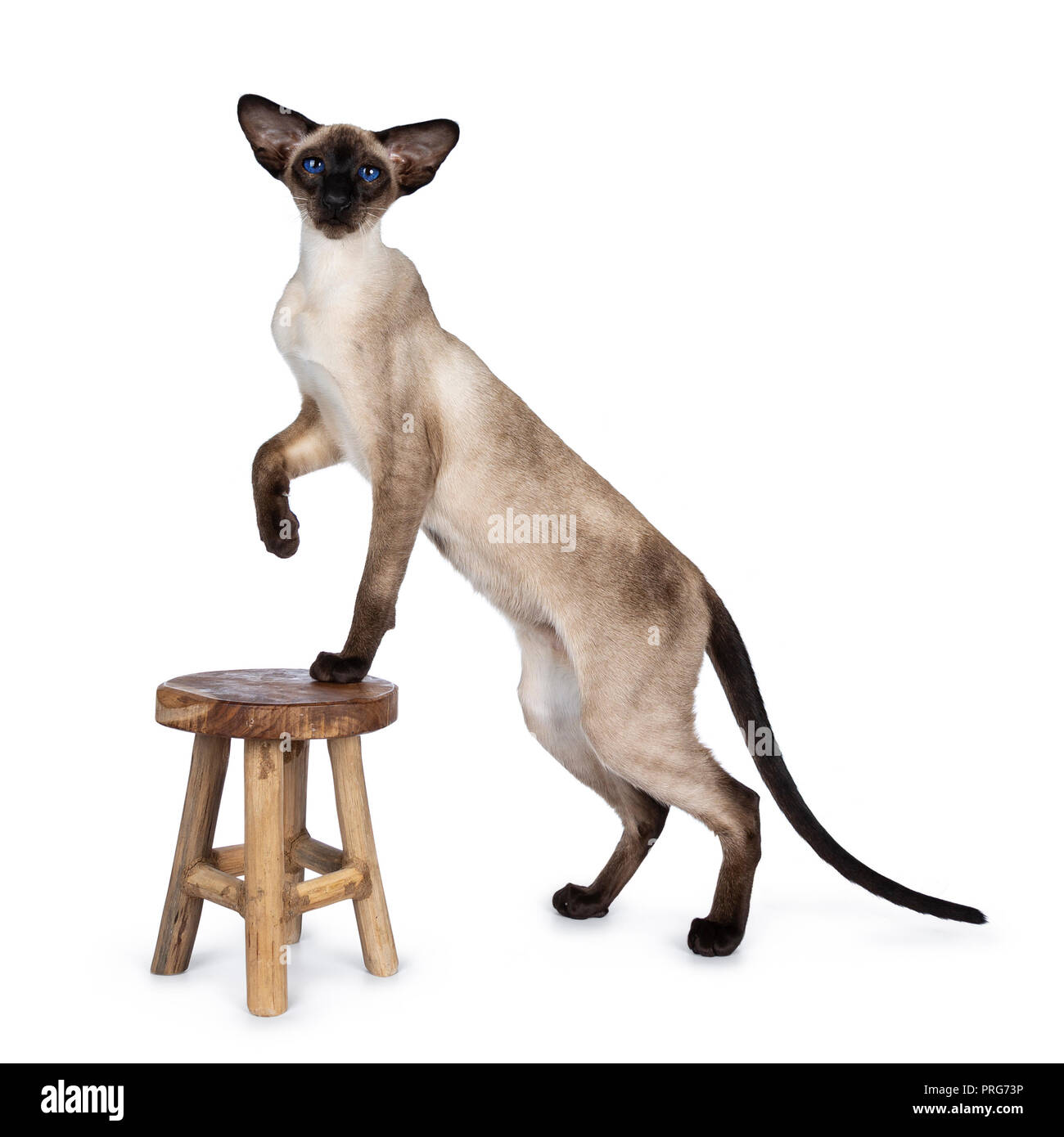Ausgezeichnete Seal Point Siamesische Katze Kätzchen sitzend stehend ...
