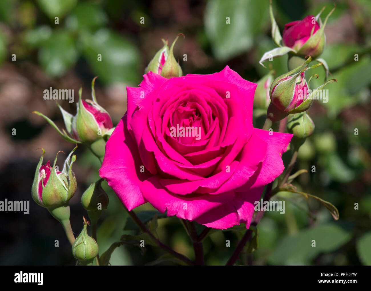 Rosa buschrose -Fotos und -Bildmaterial in hoher Auflösung – Alamy