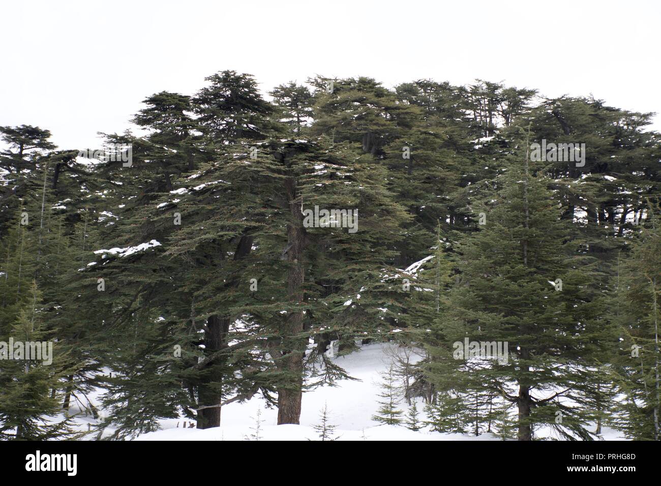 Zedern hoch -Fotos und -Bildmaterial in hoher Auflösung – Alamy